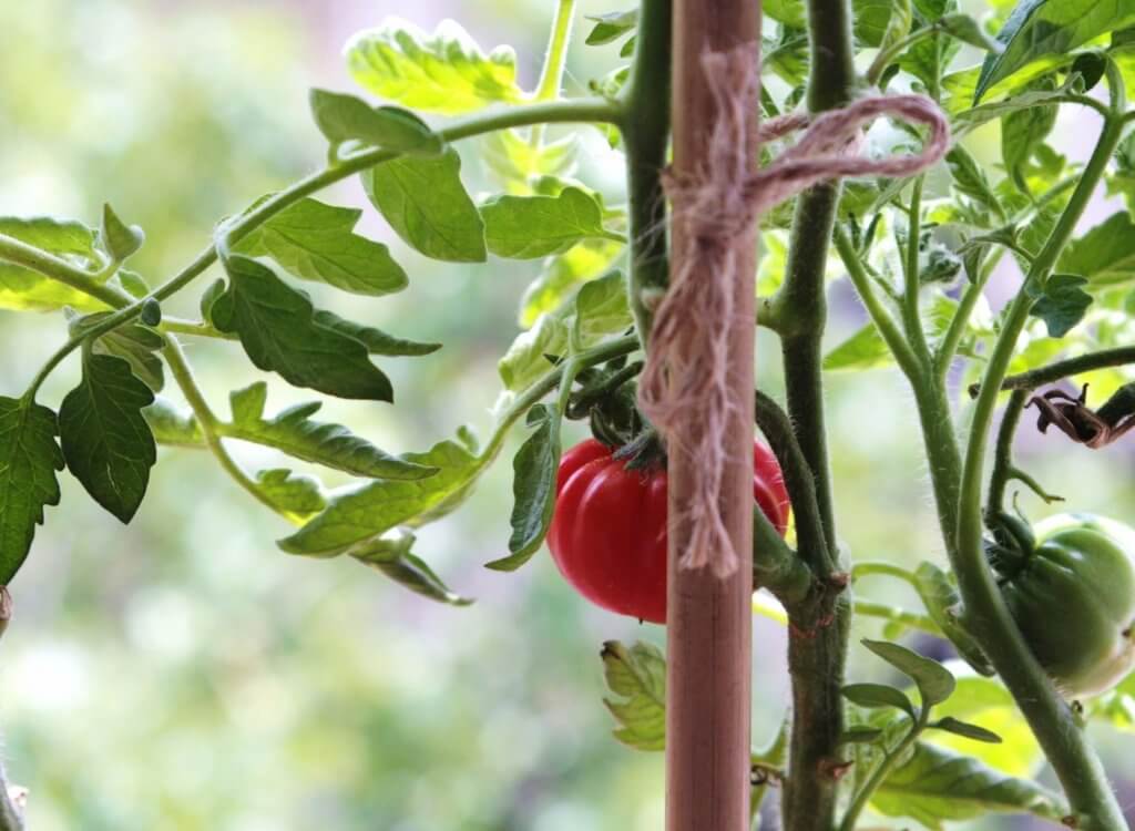 Cultivarea rosiilor | Biogradinarit