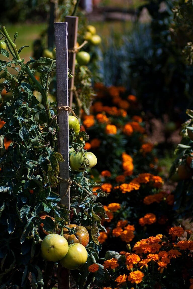 Cultivarea rosiilor | Biogradinarit